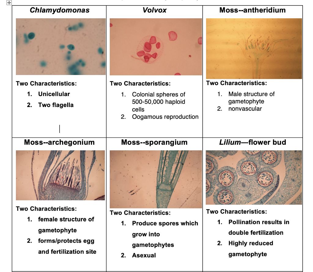 Solved Lab Activity 2: Plant and Fungi Phylogenetic Tree | Chegg.com