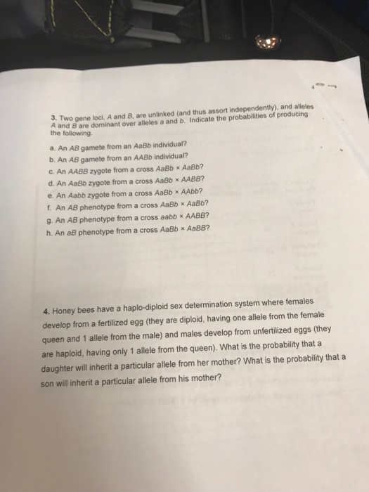 Solved 3. Two gene loci, A and B, are unlinked (and thus | Chegg.com