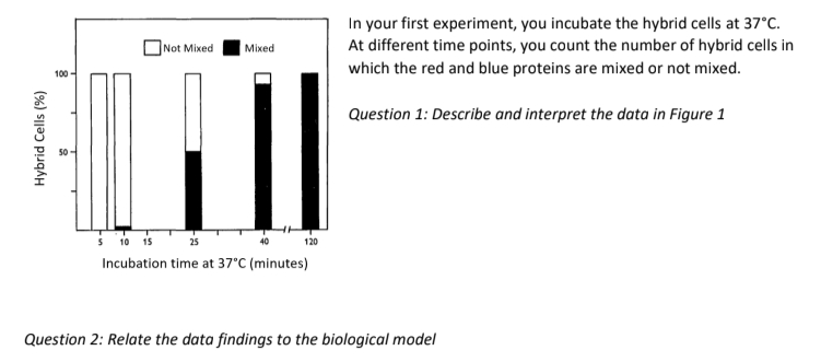 In your first experiment, you incubate the hybrid | Chegg.com