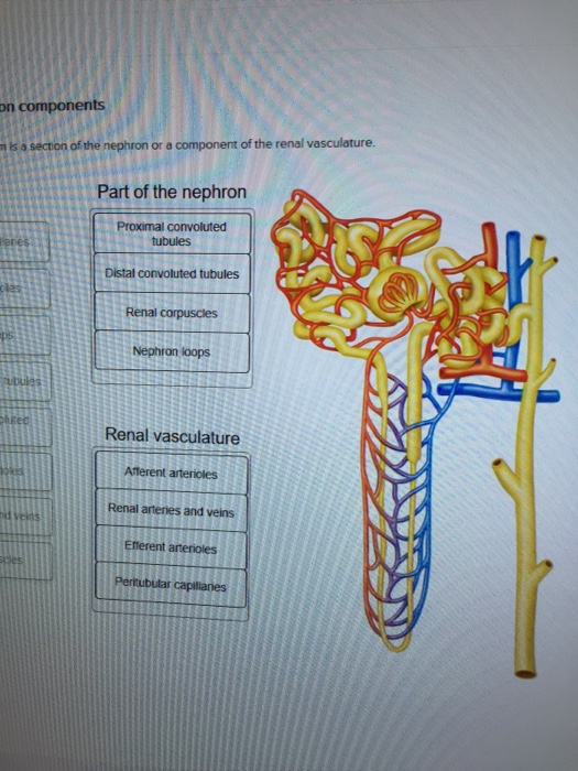 Solved is a section of the nephron or a component of the | Chegg.com