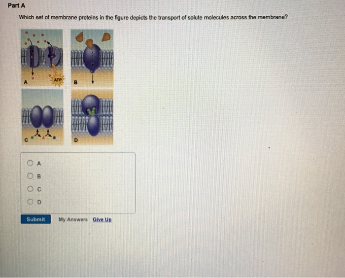 Solved Which set of membrane proteins in the figure depicts | Chegg.com