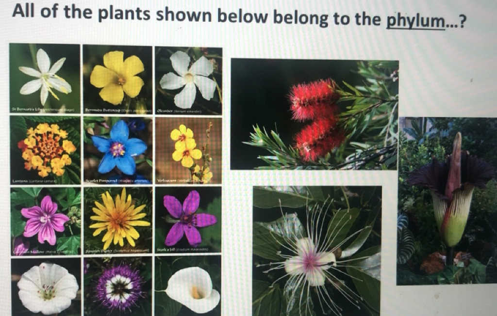 Solved Identify monocot/dicot. cm А B C All of the plants | Chegg.com