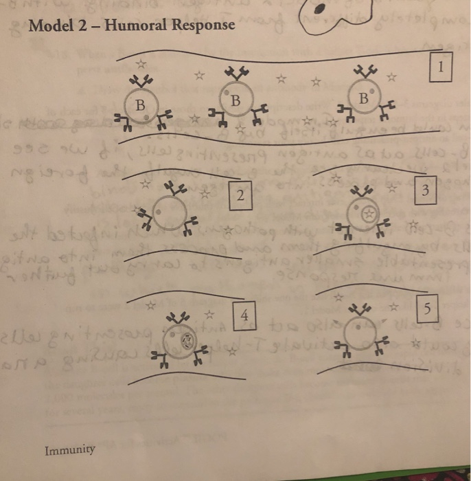 Solved Model 2-Humoral Response 2 方c; 窍 Immunity 30. The | Chegg.com