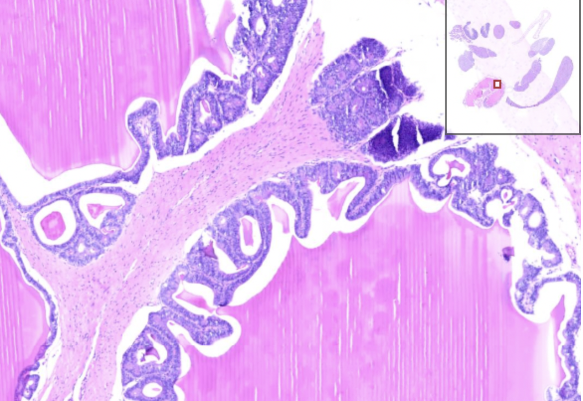 Solved Images of H&E and MT stained sections. May I have | Chegg.com