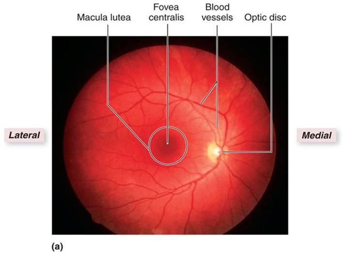 Macula Lutea Histology