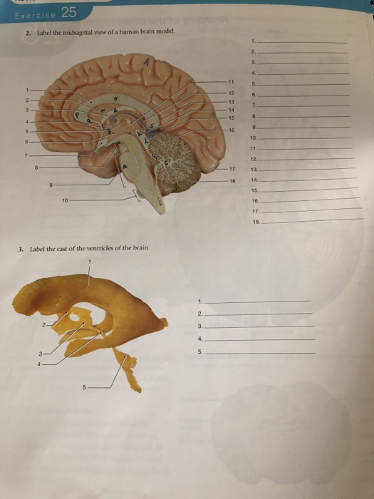 Solved Exercise 25 2. label the midsagittal view of a human | Chegg.com