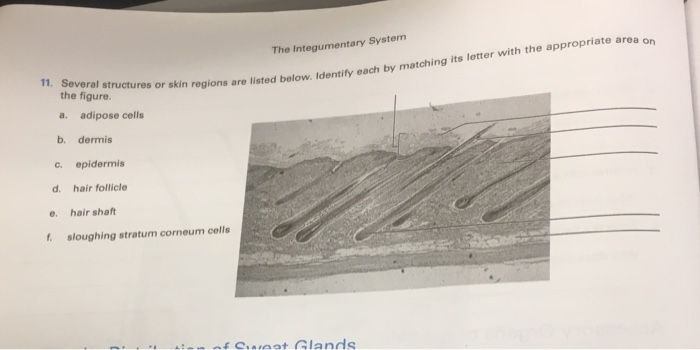 Solved The Integumentary System 11. Several structures or | Chegg.com Solved The Integumentary System 11. Several structures or | Chegg.com