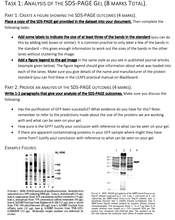 Solved TASK 1: ANALYSIS OF THE SDS-PAGE GEL (8 MARKS TOTAL). | Chegg.com