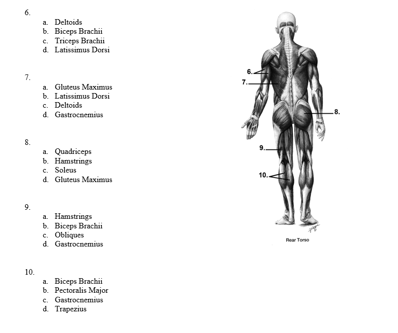Solved 6. a. Deltoids b. Biceps Brachii c. Triceps Brachii | Chegg.com