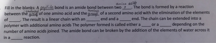 Solved amino acids Fill in the blanks: A peptide bond is an | Chegg.com