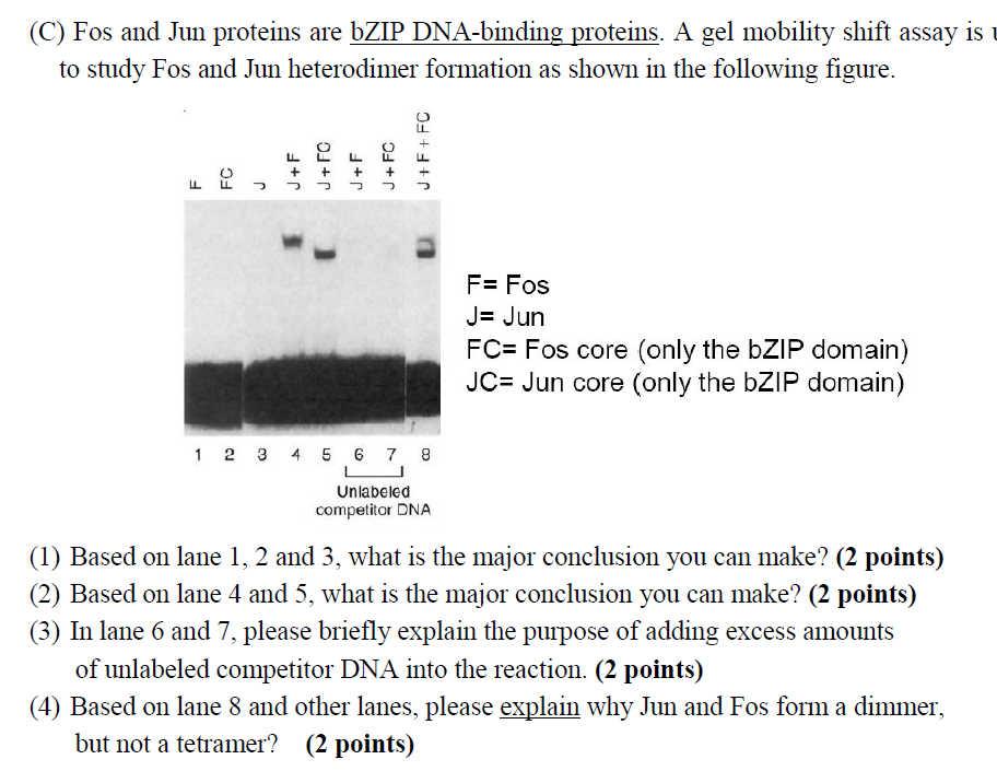 Solved (C) Fos and Jun proteins are bZIP DNA-binding | Chegg.com
