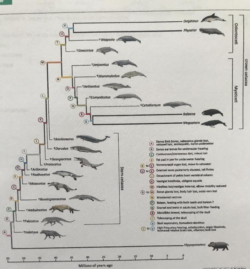 Solved 1. Which group is monophyletic? a. Simocetus and | Chegg.com