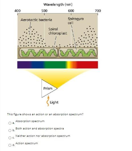 Solved Wavelength (nm) 500 600 400 700 Aerotactic bacteria | Chegg.com