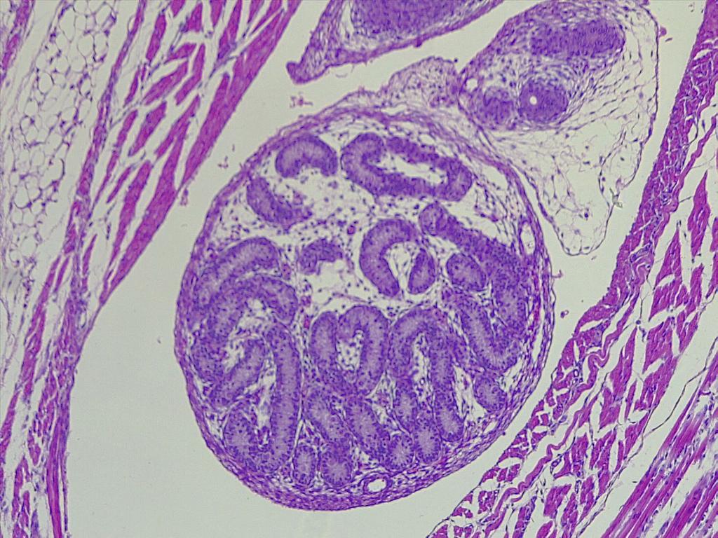 Solved Histological examination of a transverse section of a | Chegg.com