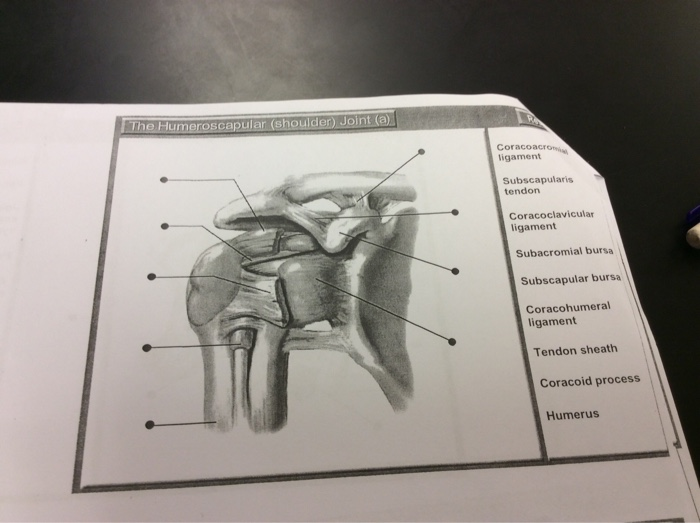 Solved The Humeroscapular (shoulder) Joint (a) Coracoacr | Chegg.com