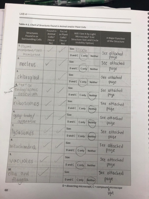 Cell Structure And Function Chart - Ponasa