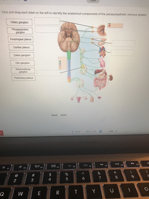 Solved Click and drag each label on the left to identify the | Chegg.com