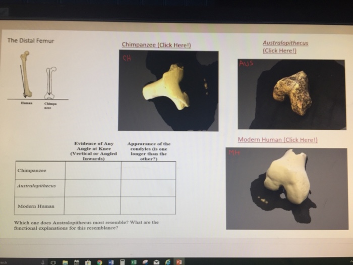 Solved Anthropology questions 1-Evidences of angle | Chegg.com