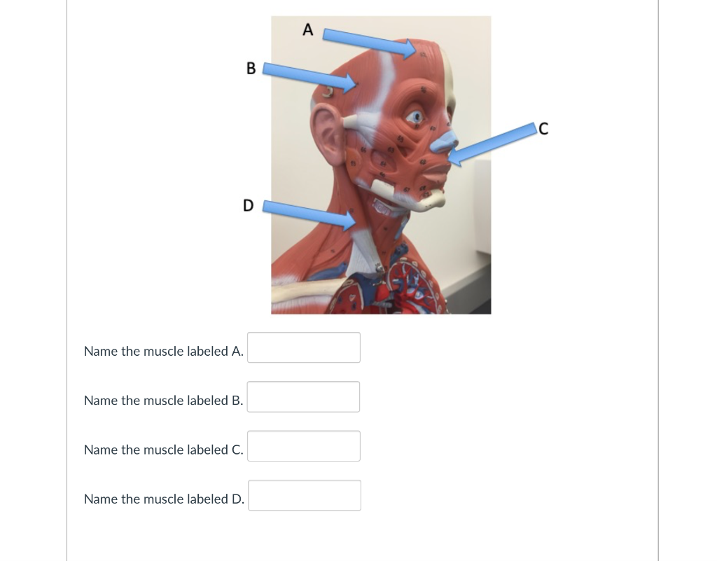 Solved Name the muscle labeled A. Name the muscle labeled B. | Chegg.com