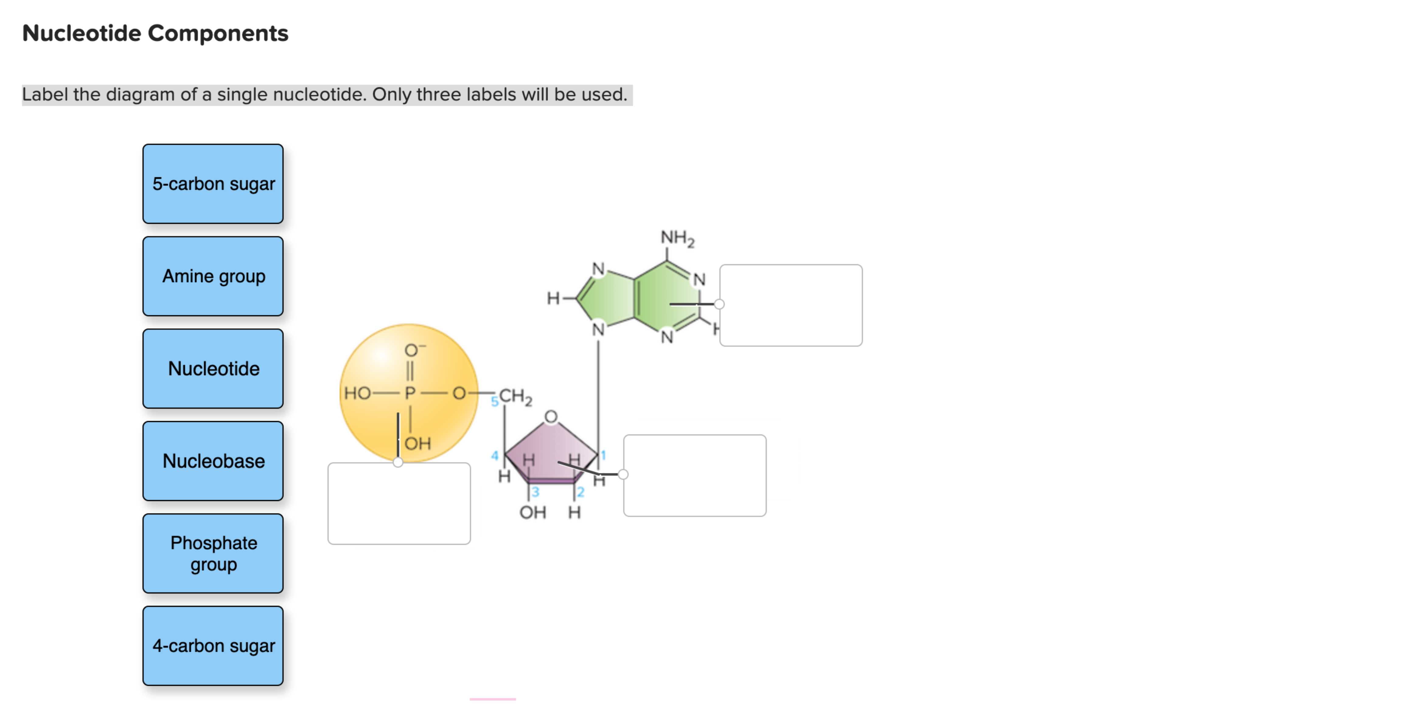 Solved Label the diagram of a single nucleotide. Only three | Chegg.com