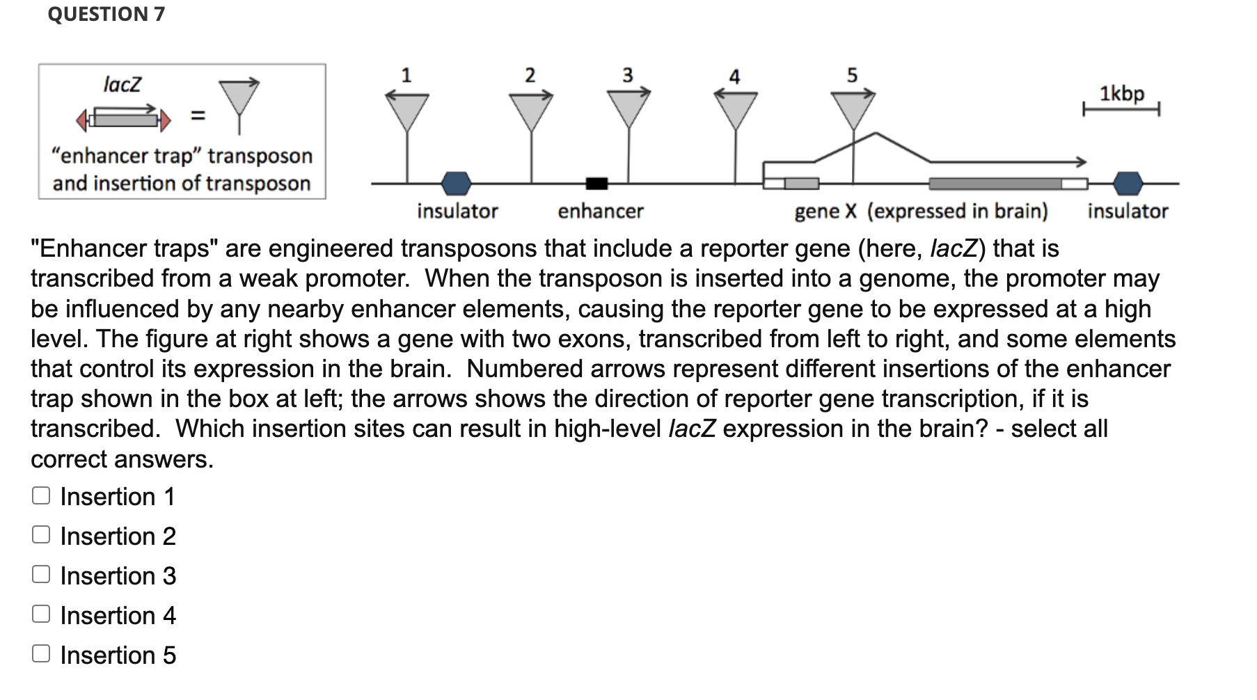 Solved QUESTION 7 2 3 5 lacz 1kbp "enhancer trap” transposon | Chegg.com