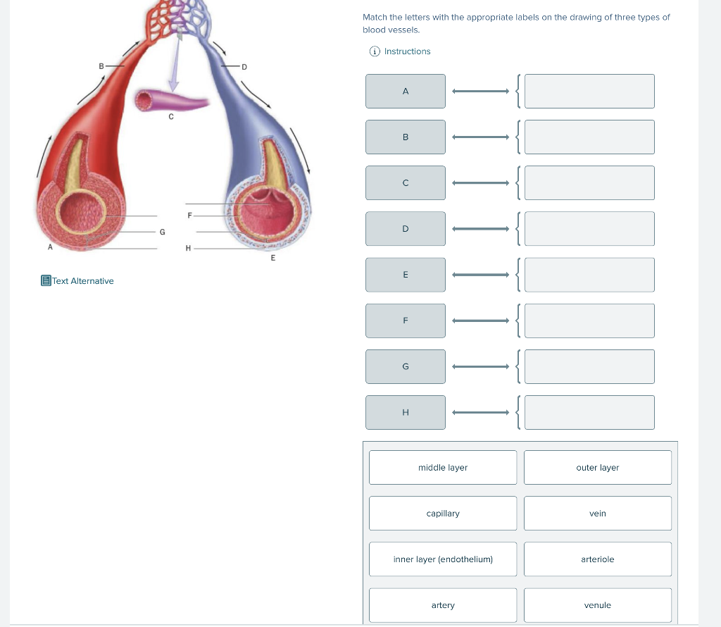 Solved Match the letters with the appropriate labels on the | Chegg.com