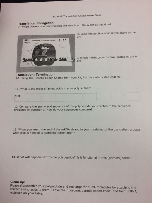 Solved BO 1482: Transcription Activity Answer Sheet | Chegg.com