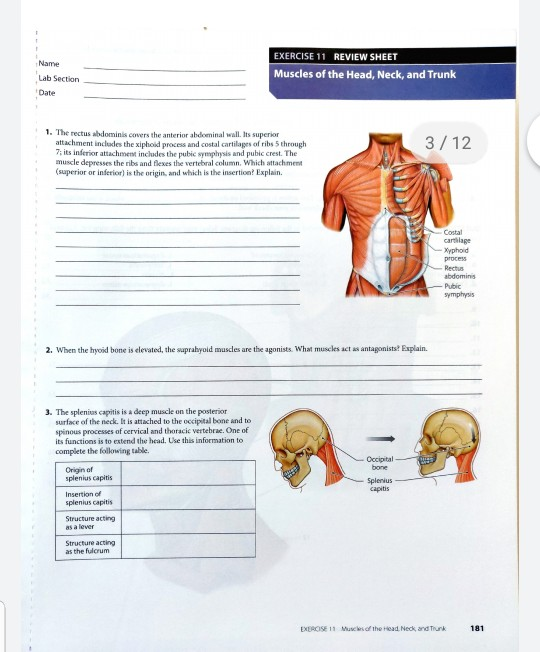 Solved Name Lab Section Date EXERCISE 11 REVIEW SHEET | Chegg.com