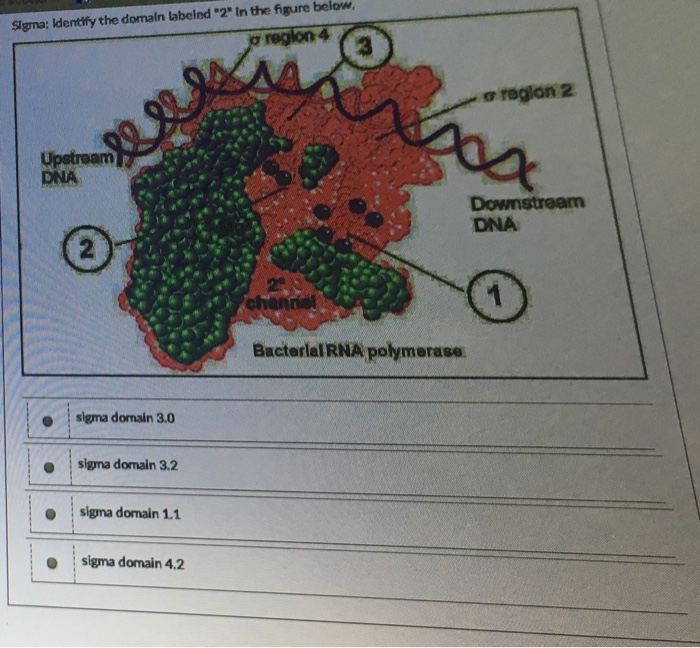 Solved Question 19 2.5 pts Identify the structure labeled | Chegg.com