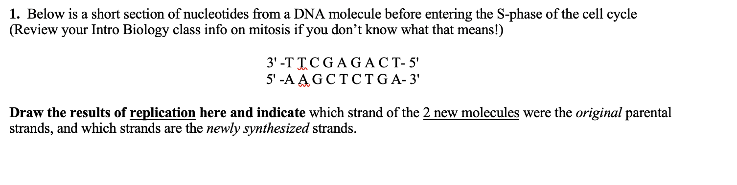 Solved 1. Below is a short section of nucleotides from a DNA | Chegg.com
