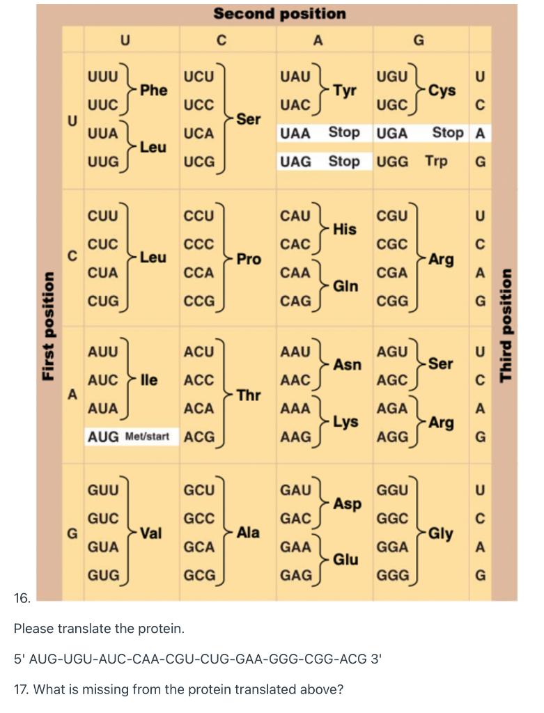 Solved Second position с A U G UUU UCU UGU U Phe UAU Tyr UAC | Chegg.com