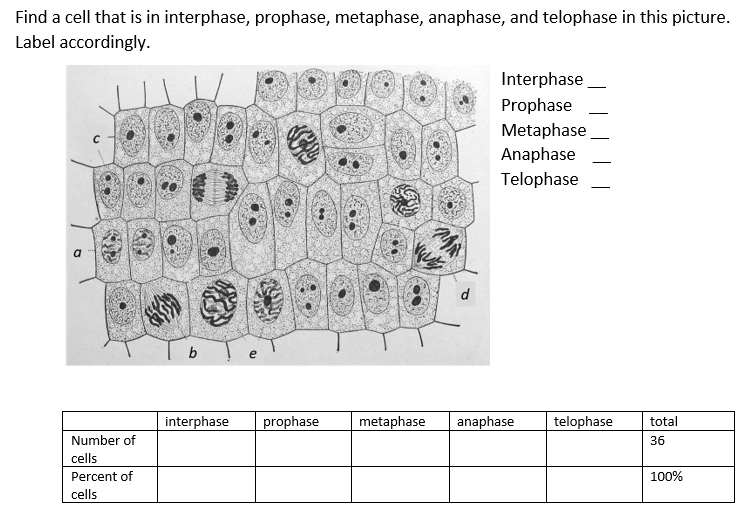 Solved Find a cell that is in interphase, prophase, | Chegg.com