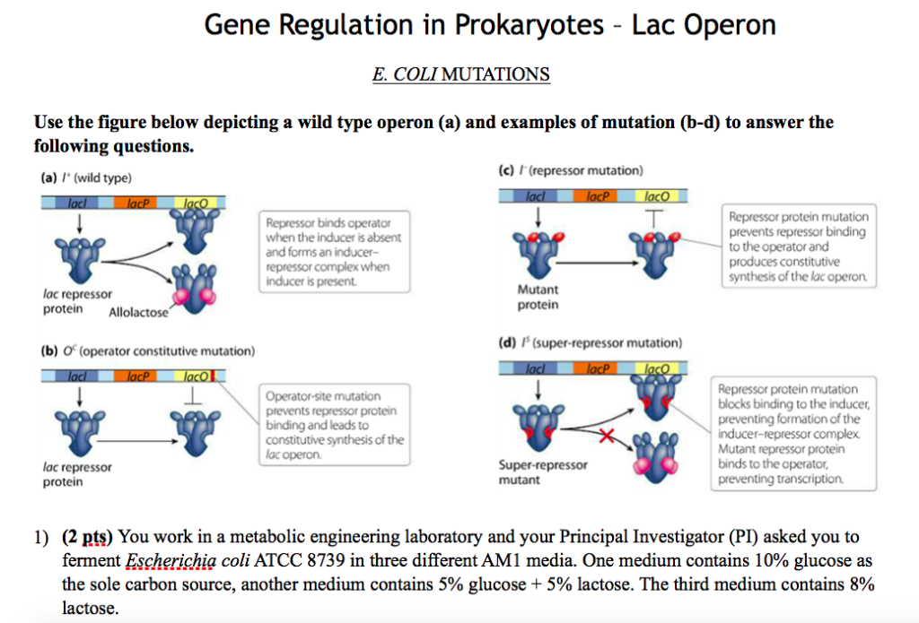 Solved: Gene Regulation In Prokaryotes Lac Operon E. COLI ... | Chegg.com