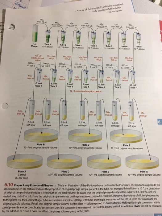 Solved DATA: Plaque Assay for Phage Titer (5points) For your | Chegg.com