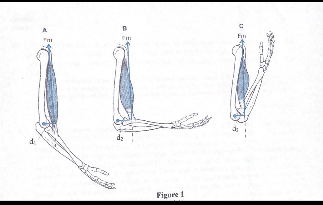 Solved (c) Figure 1 shows the movement of human arm from | Chegg.com