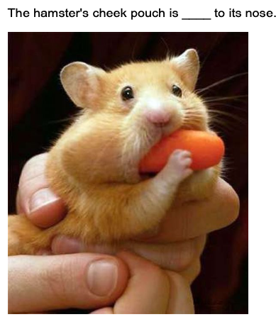 Solved The hamster's cheek pouch is to its nose. If you | Chegg.com