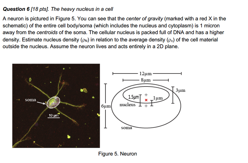 Solved Question 6 [18 ﻿pts]. ﻿The heavy nucleus in a cellA | Chegg.com