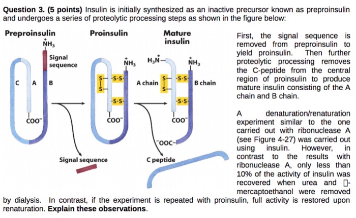 Question 3. (5 points) Insulin is initially | Chegg.com