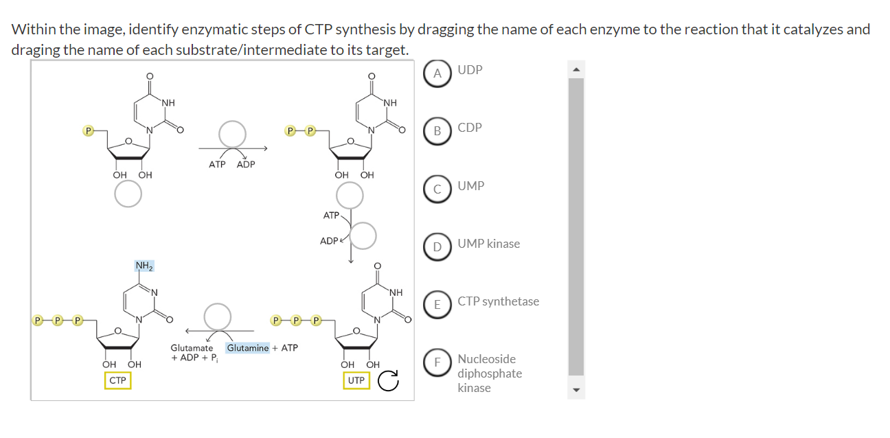Solved Within the image, identify enzymatic steps of CTP | Chegg.com
