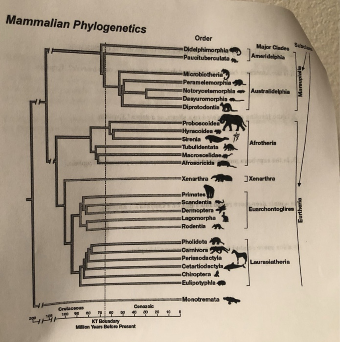 Solved Mammalian Phylogenetics Order _Paucituberculata ,. | Chegg.com