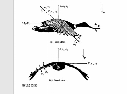 A duck is flying at velocity v; and acceleration a, | Chegg.com