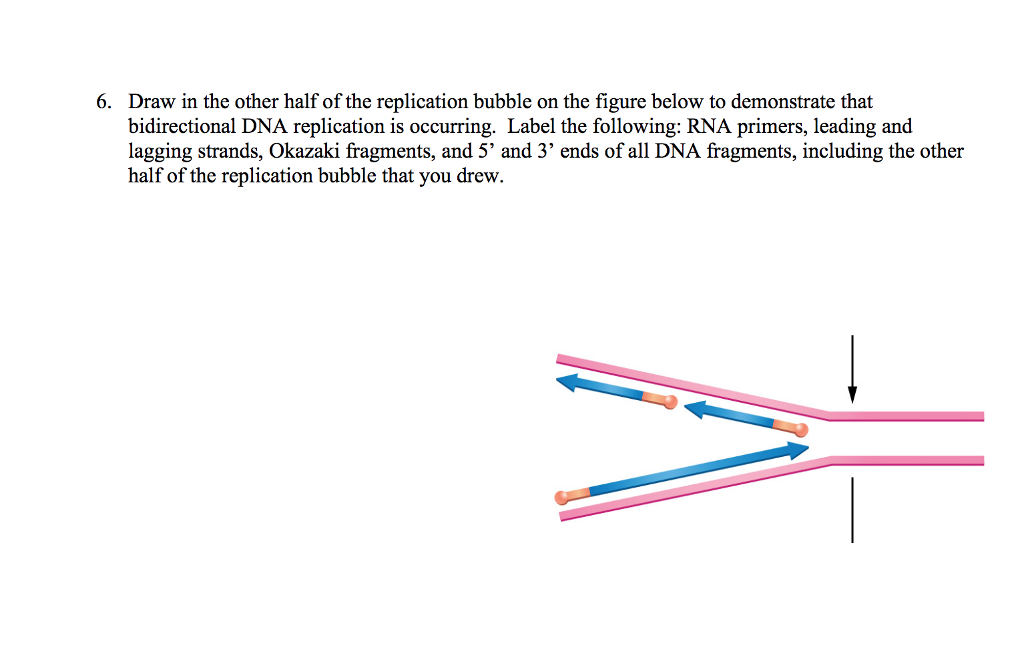 Solved Draw in the other half of the replication bubble on | Chegg.com