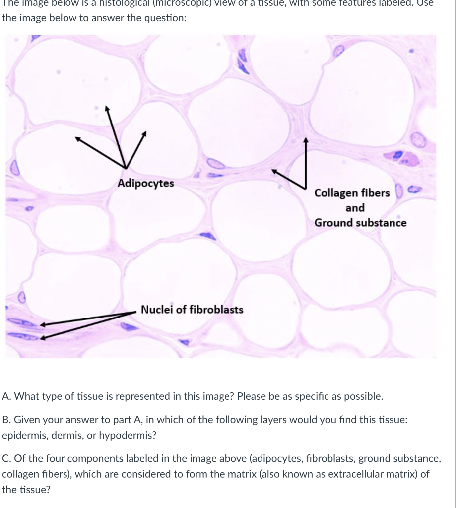Adipose Tissue Under Microscope