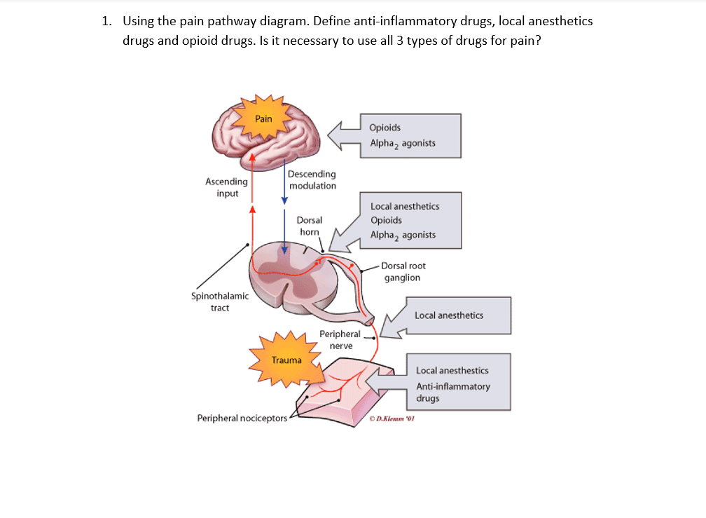 Solved 1. Using the pain pathway diagram. Define | Chegg.com