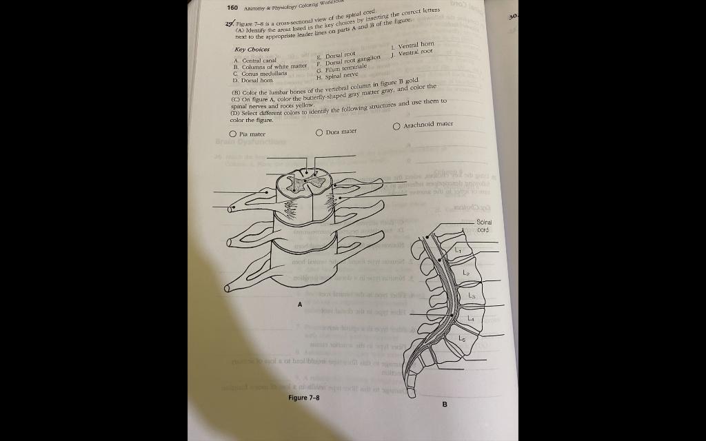 Solved Figure 7-8 is a cross-sectional view of the spinal | Chegg.com