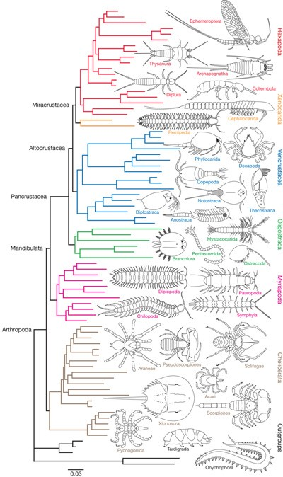 Solved We looked at representatives of Ostracoda, Decapoda, | Chegg.com