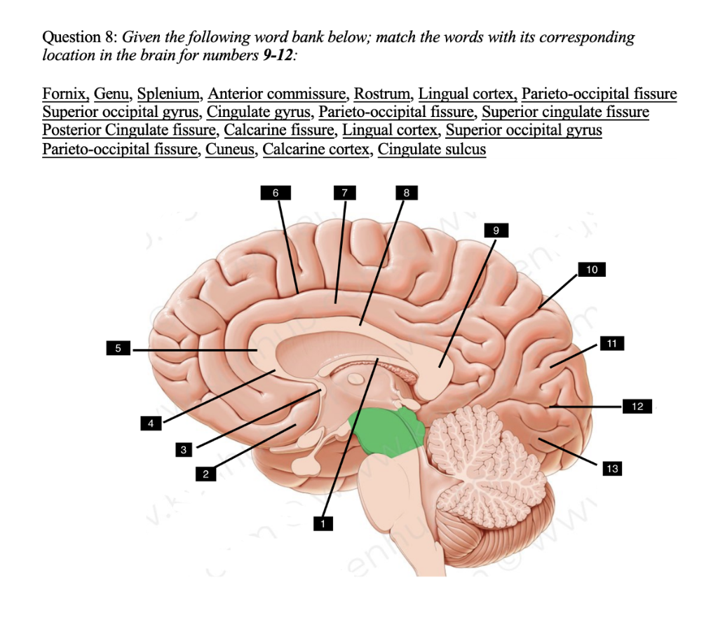 Solved Question 8: Given the following word bank below; | Chegg.com
