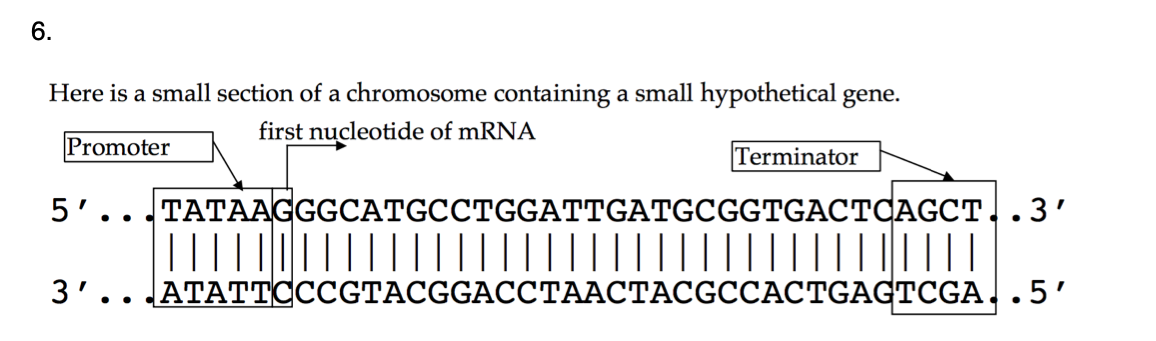 Solved If this DNA segment were to be transcribed / | Chegg.com