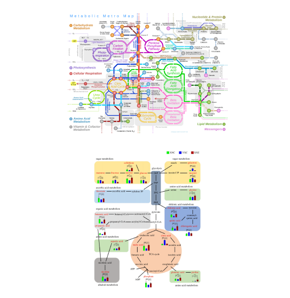 Metabolic Metro Map Nucleotide & Promo Metabolism | Chegg.com