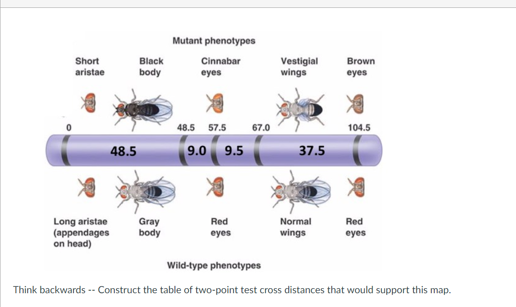 Mutant phenotypes Short aristae Black body Cinnabar | Chegg.com